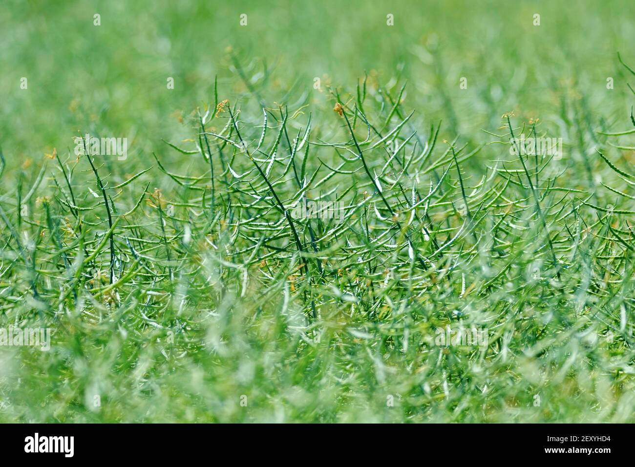 Rapeseed seed pods, Stems of rapeseed, Green Rapeseed field Stock Photo ...