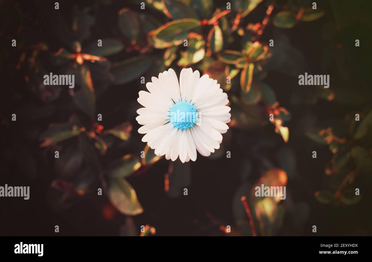 daisy flower with blue nectar, abstract Stock Photo - Alamy
