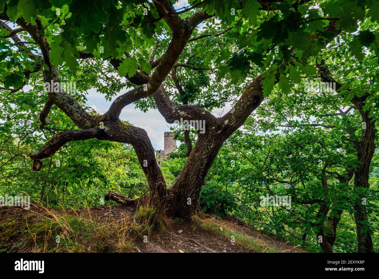Pyrmont Castle High Resolution Stock Photography and Images - Alamy