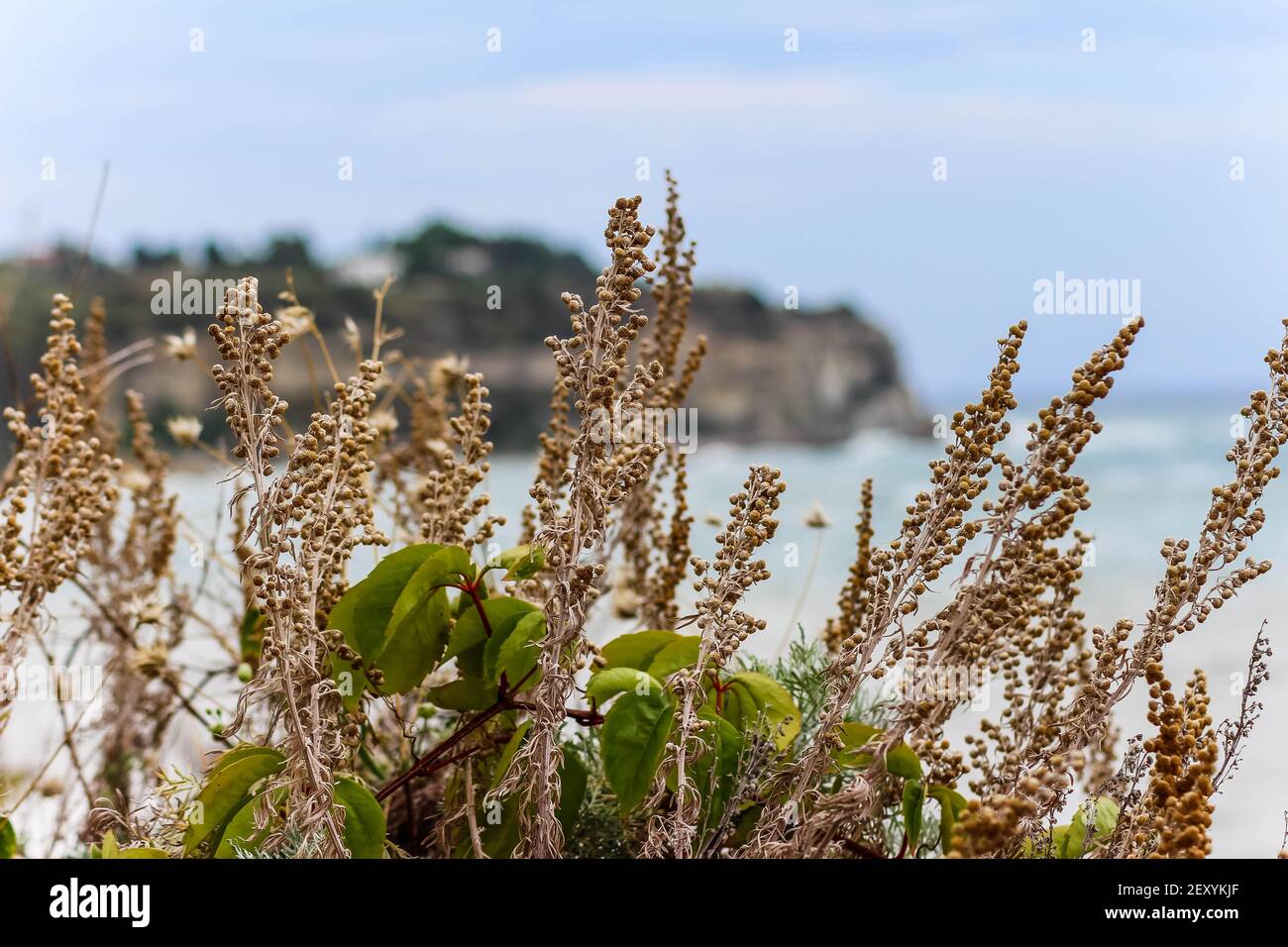 Coast in tropea rocks hi-res stock photography and images - Alamy