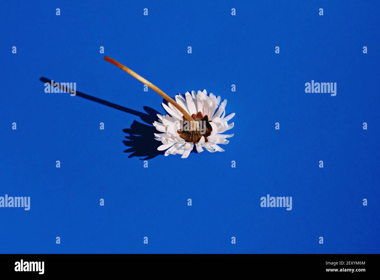 daisy flower upside down in a blue background , abstract Stock Photo ...