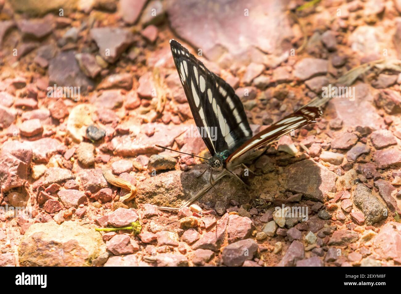 Common glider butterfly hi-res stock photography and images - Alamy