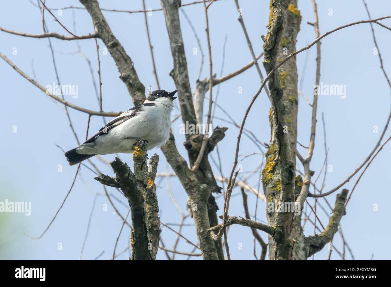 Collared Flycatcher Male (Ficedula albicollis) Singing Bird Stock Photo ...