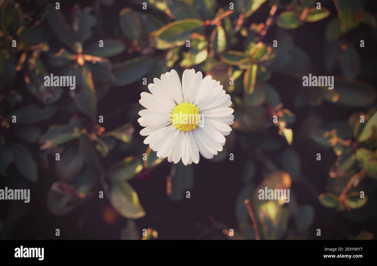 single daisy flower with a green background Stock Photo - Alamy