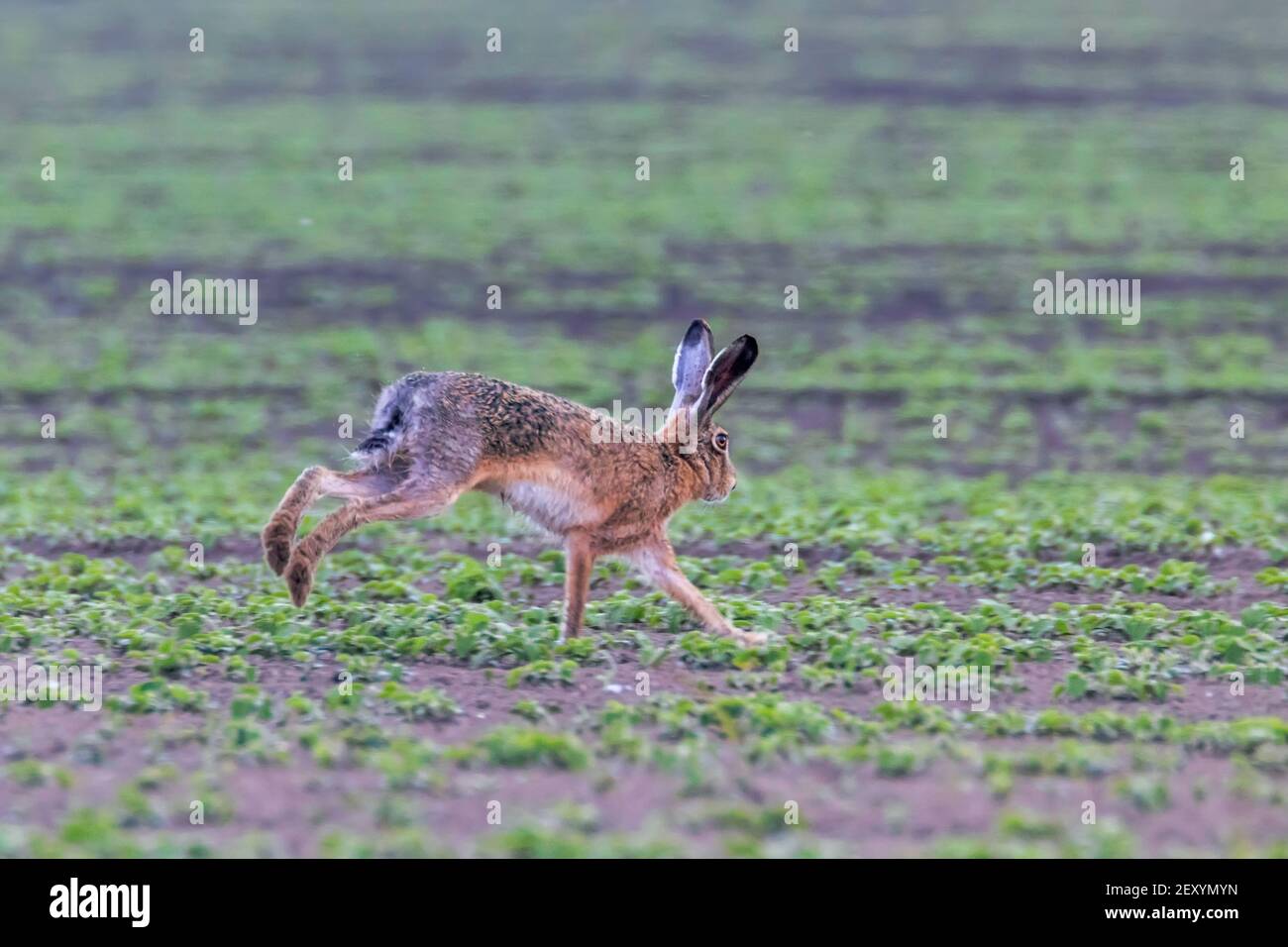 European Brown Hare (Lepus europeaus) running in field Stock Photo - Alamy