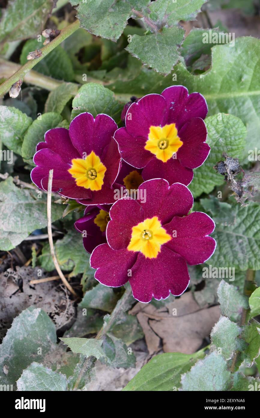 Dark burgundy and yellow primula or primrose flowers and it’s leaves ...