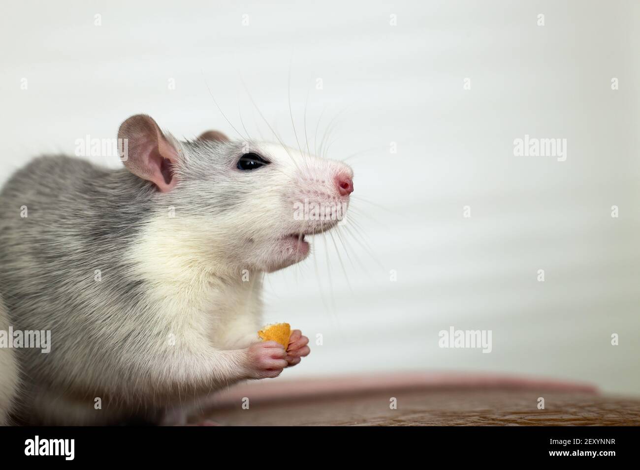 Lab rat , lab mouse, eating hi-res stock photography and images - Alamy