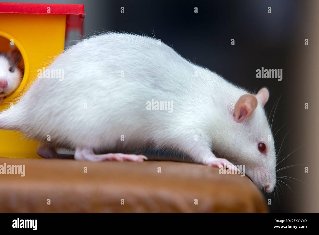 Lab rat cage hi-res stock photography and images - Alamy