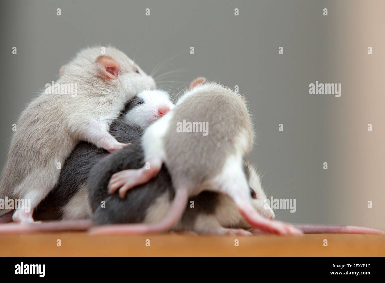 Lab rats cage hi-res stock photography and images - Alamy