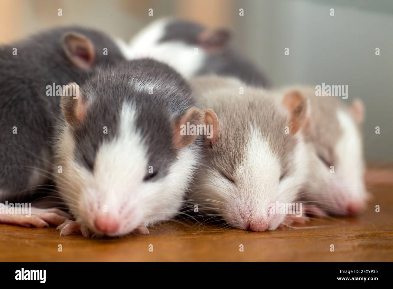 Many small funny baby rats warming together one on top of another Stock ...