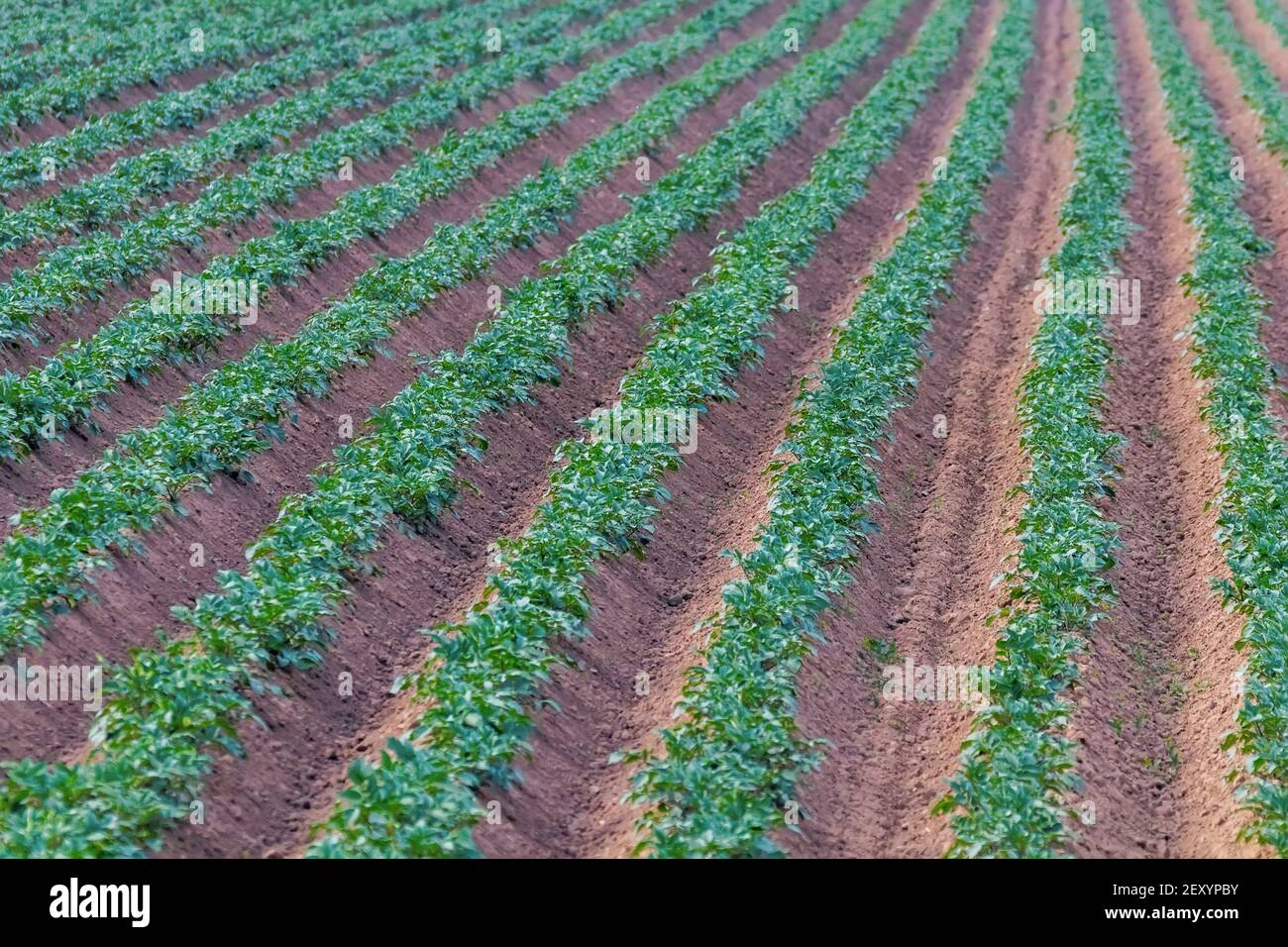 Potato Crops In a Row, Green Field, Potato Field Stock Photo - Alamy