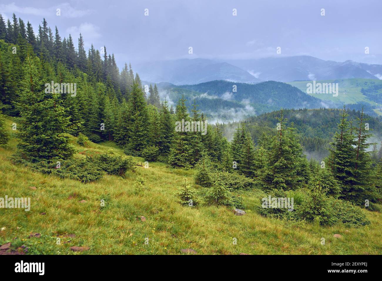 Green forest scene hi-res stock photography and images - Alamy