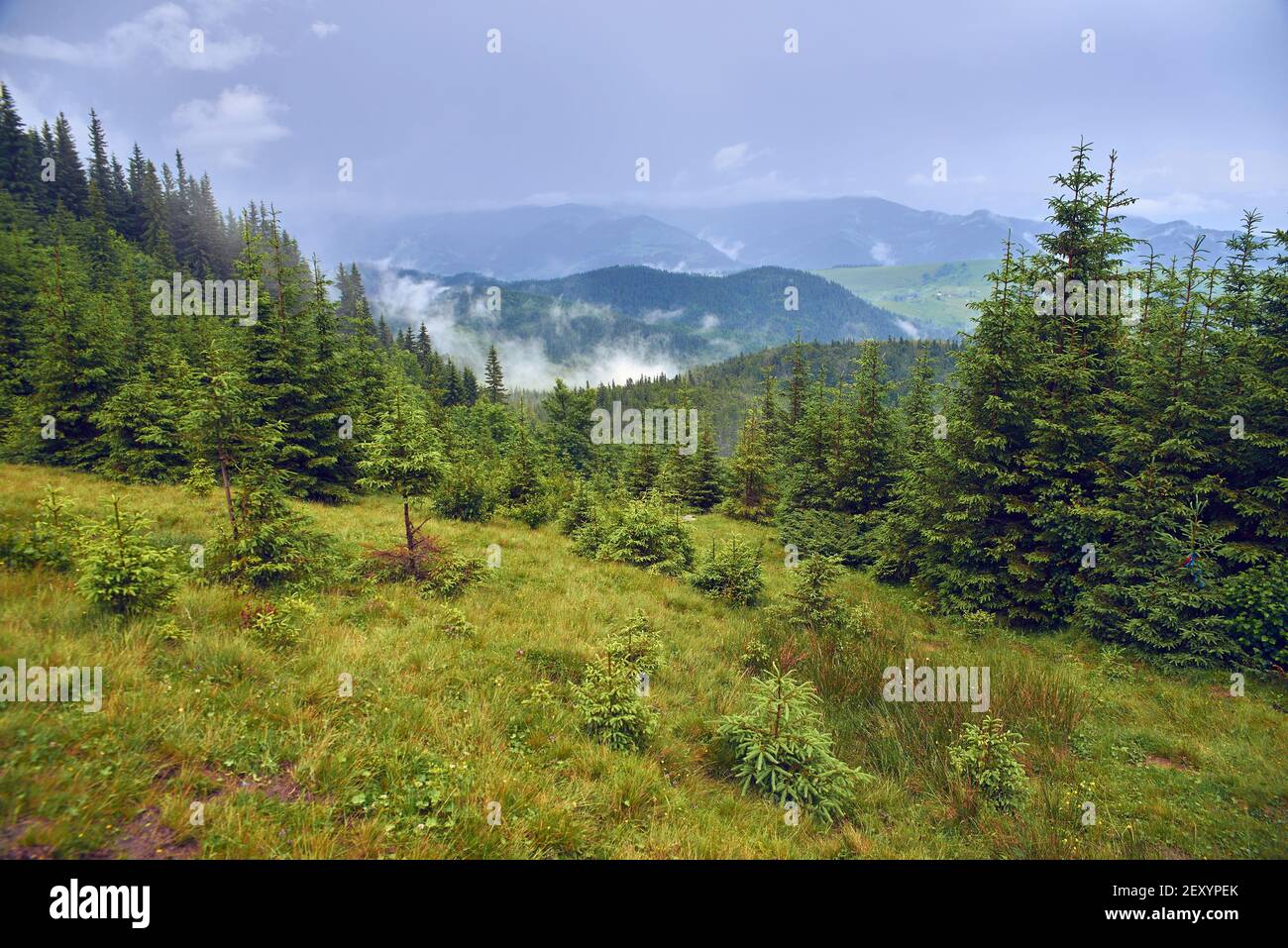 Beautiful green forest mountains hi-res stock photography and images ...