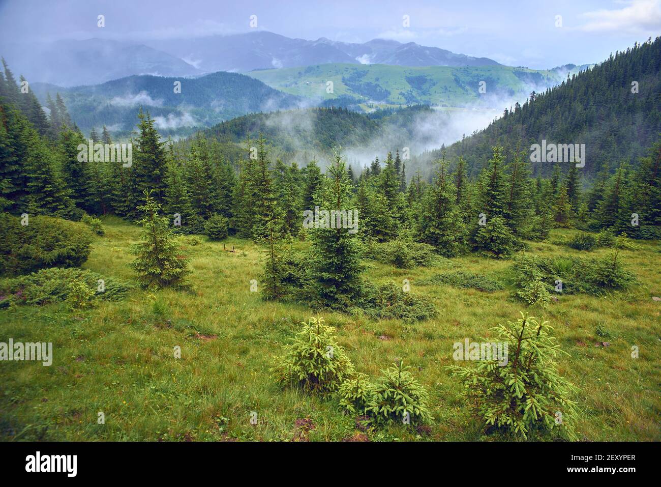 Mountains green forest view hi-res stock photography and images - Alamy