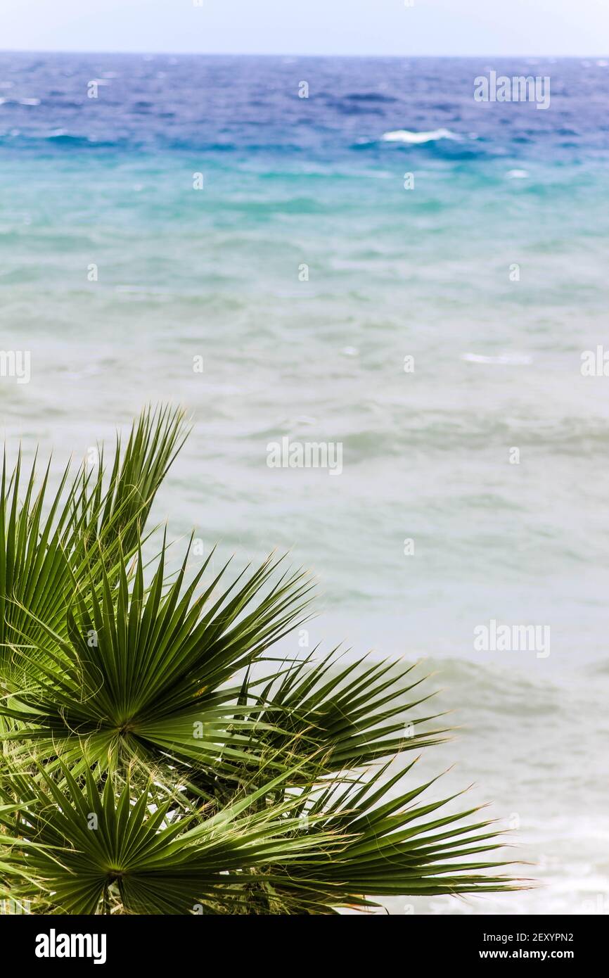 palm leaves on beach ocean background Stock Photo - Alamy