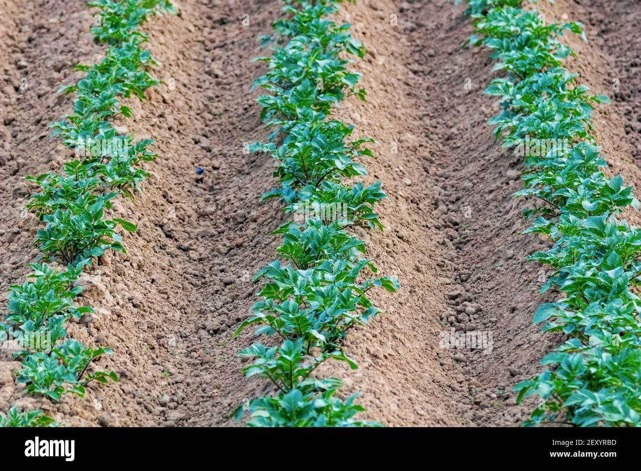 Potato Crops In a Row, Green Field, Potato Field Stock Photo - Alamy