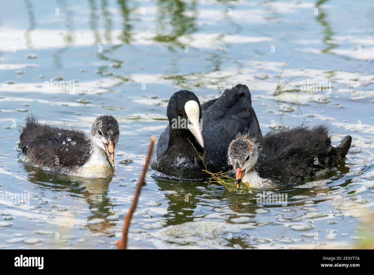 Eurasian Coot Family, The Eurasian Coot (Fulica atra Stock Photo - Alamy