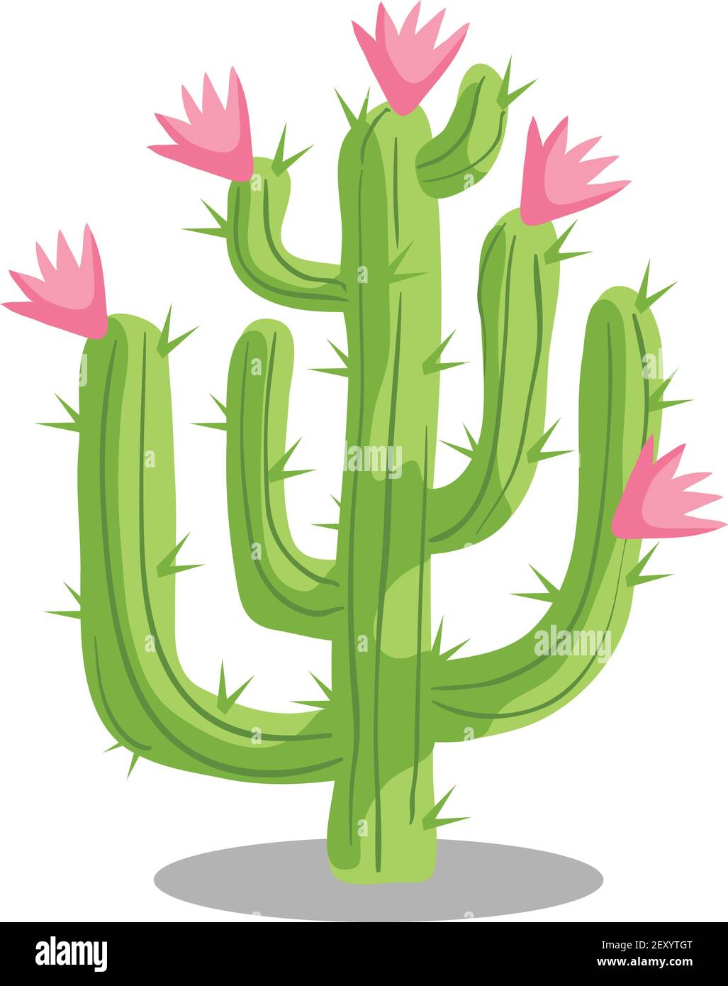 Desert Plant Cactus Desert Plant Cactus