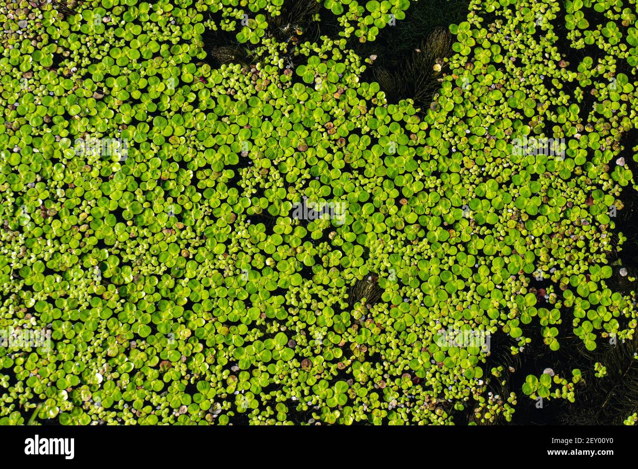 Lesser duckweed hi-res stock photography and images - Alamy