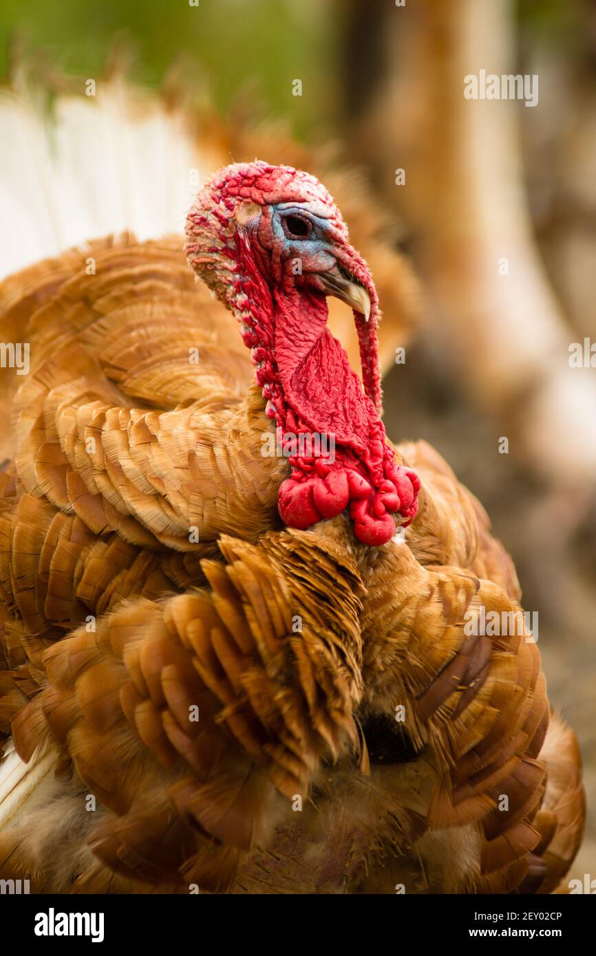Close Portrait Game Bird Wild Animal Bird Turkey Stock Photo - Alamy