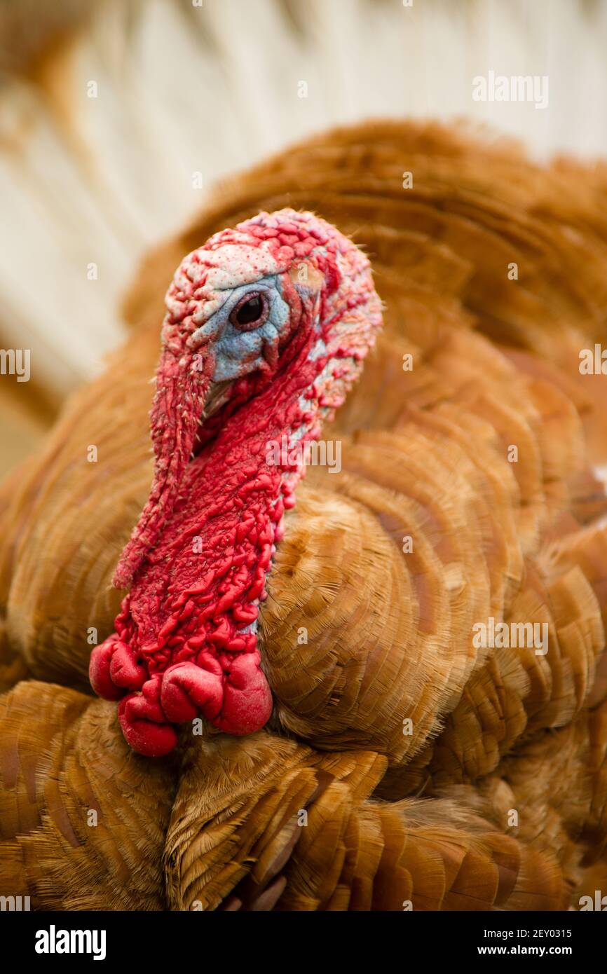 Close Portrait Game Bird Wild Animal Bird Turkey Stock Photo - Alamy
