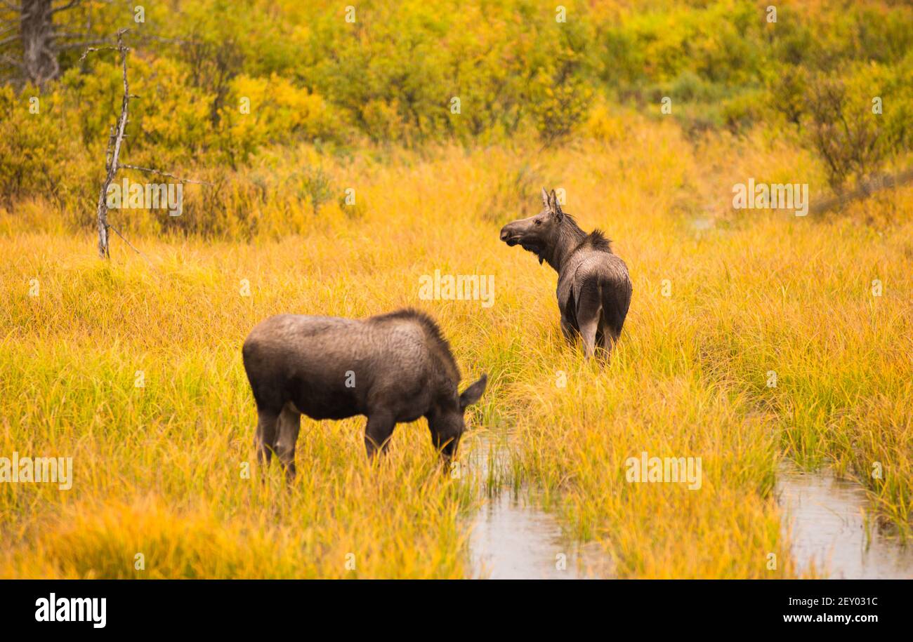 Wild Moose Pair Animal Wildlife Marsh Alaska Turnagain Arm Stock Photo ...