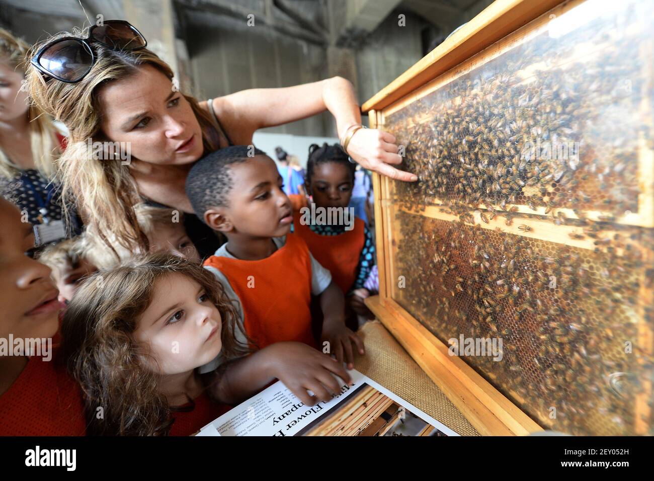 Teacher Katie Rafferty points to a queen bee in a glass encased ...