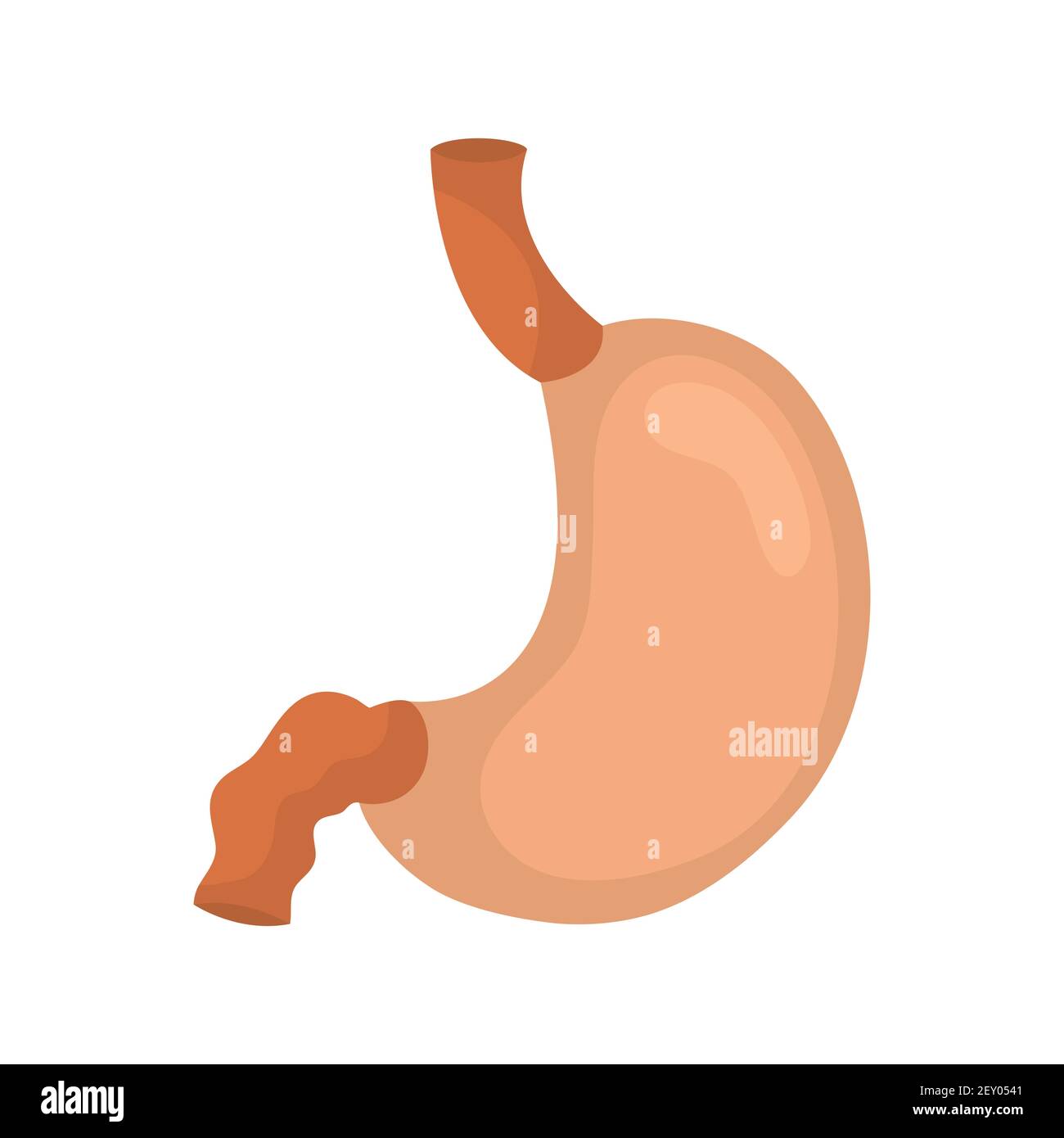 Stomach icon. Human internal organs symbol. Digestive system anatomy ...