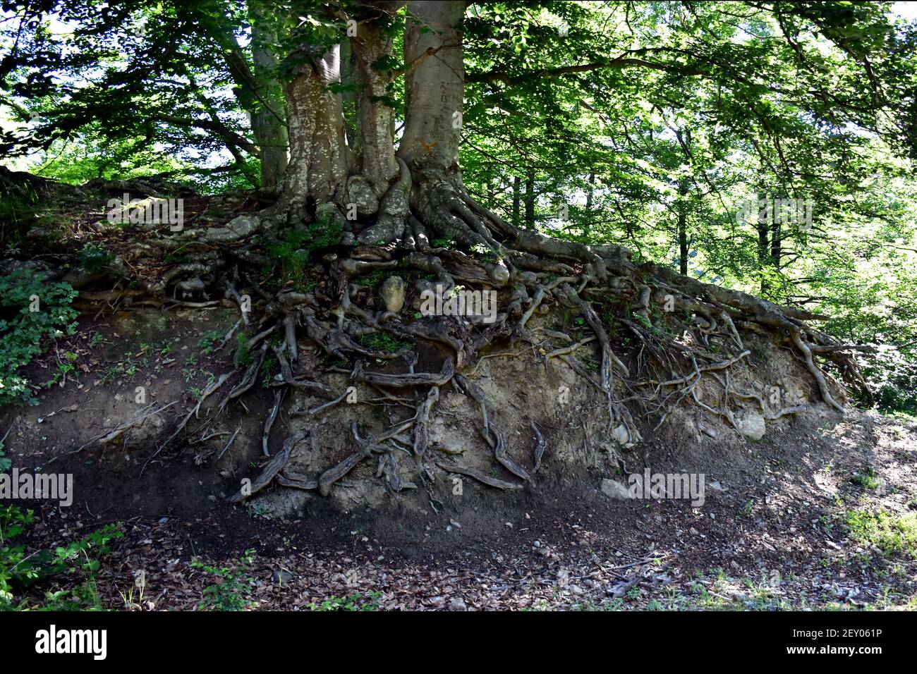 Well roots hi-res stock photography and images - Alamy