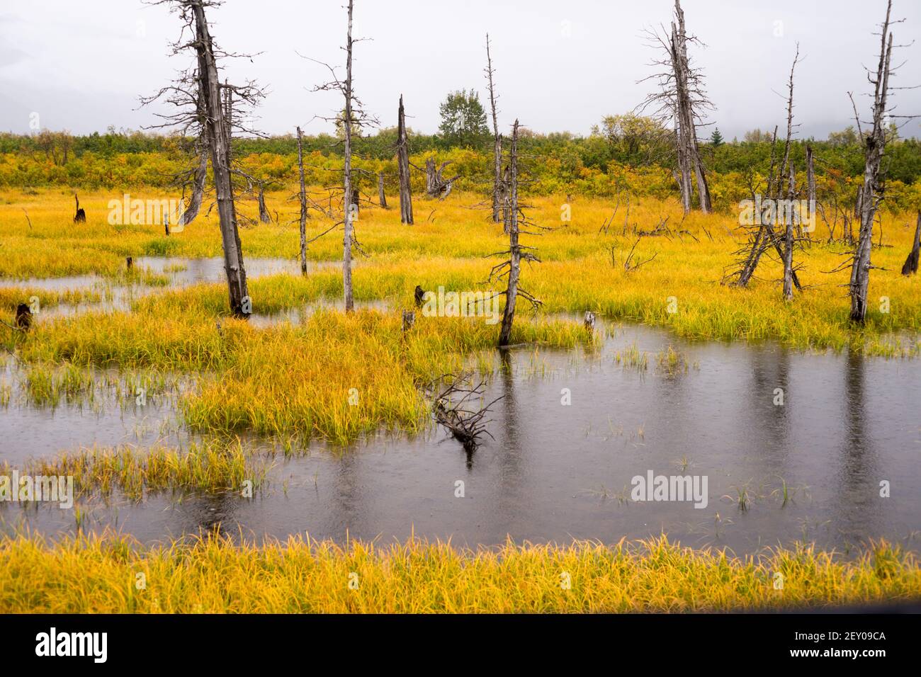 Dead Trees Standing Watery Wet Marsh Wetland Turnagain Arm Alaska Stock ...