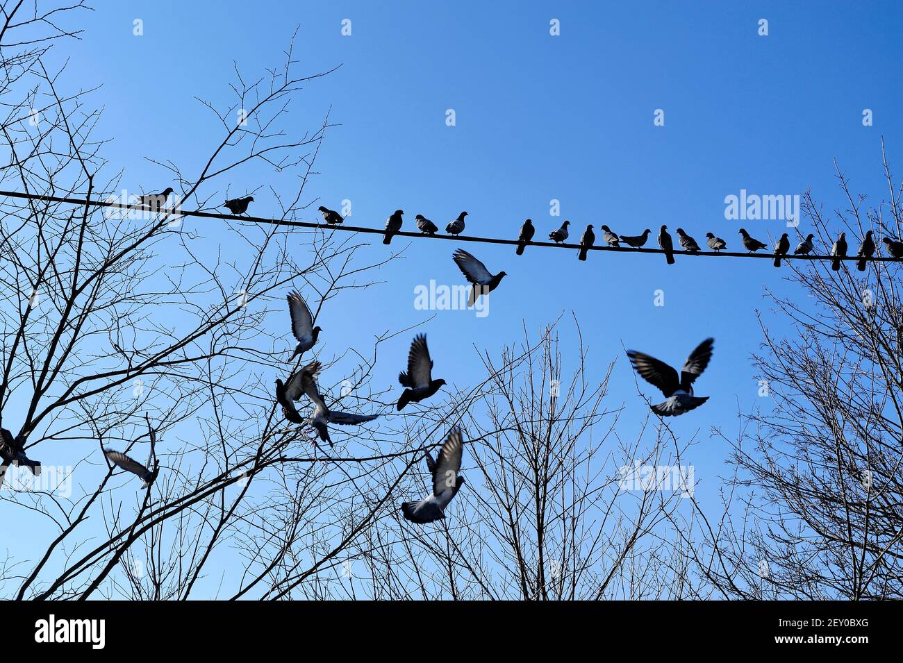 Animals pigeons hi-res stock photography and images - Alamy
