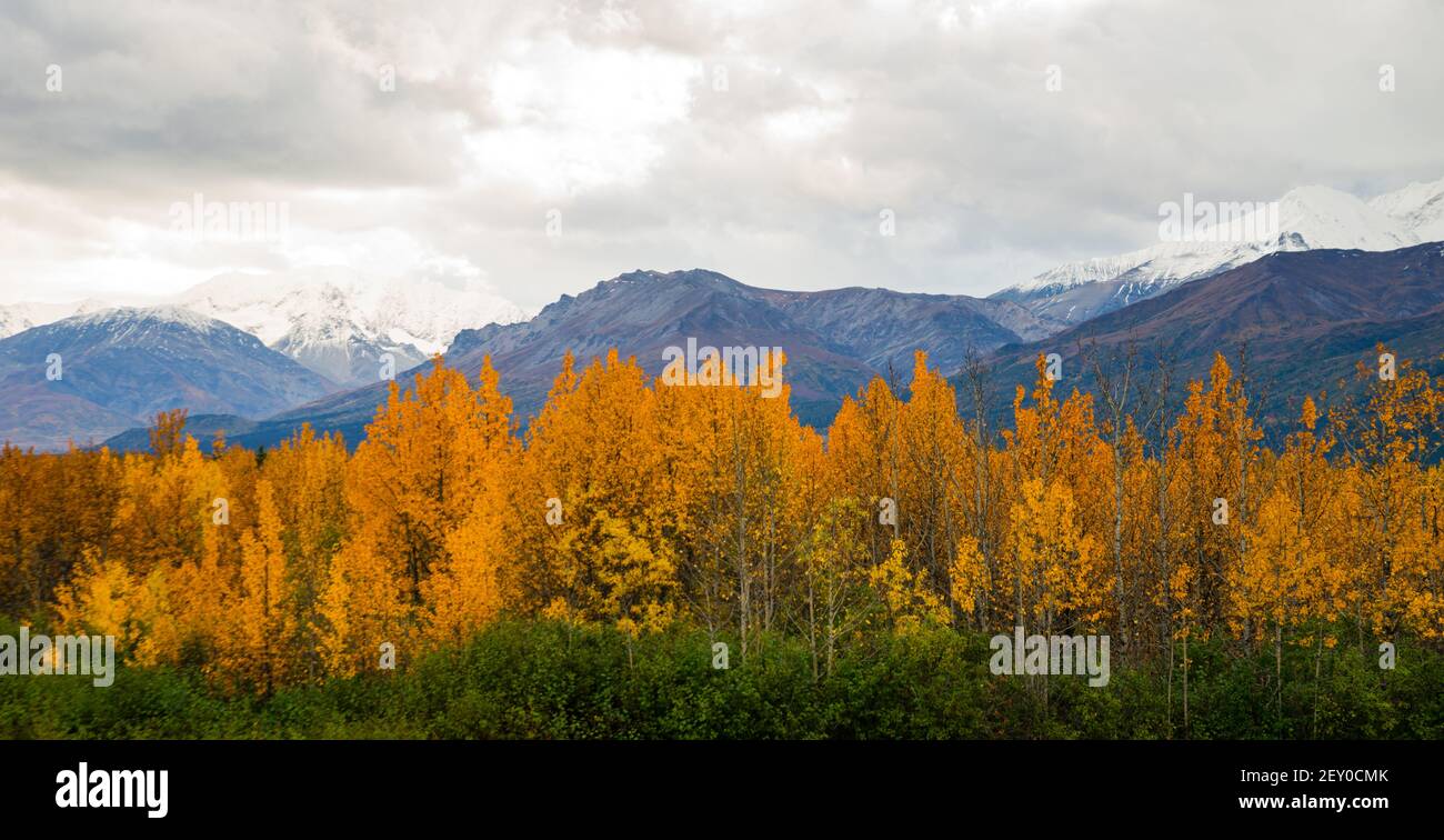 Yellow Leaves Fill Tanana River Valley Below Mountains Denali Alaska ...