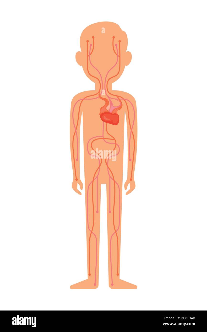 Human circulation system.Vector illustration isolated on white ...