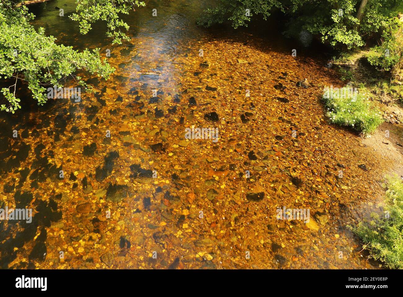 Clear waters of a Cornish stream showing the muddy brown stones ...