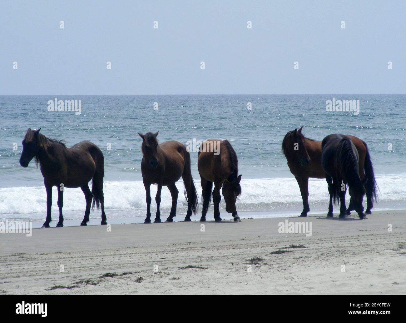 Wild horses on the beach on July 10, 2014 near Corolla, N.C. The horses ...