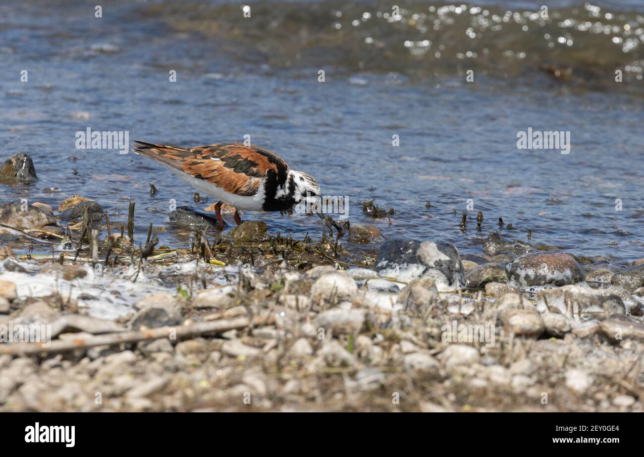 Ruddy color hi-res stock photography and images - Alamy