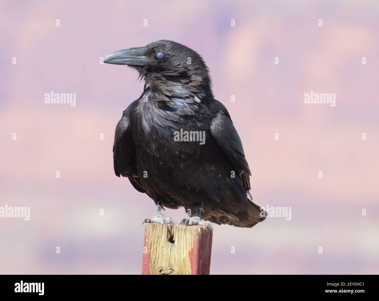 Common life states hi-res stock photography and images - Alamy
