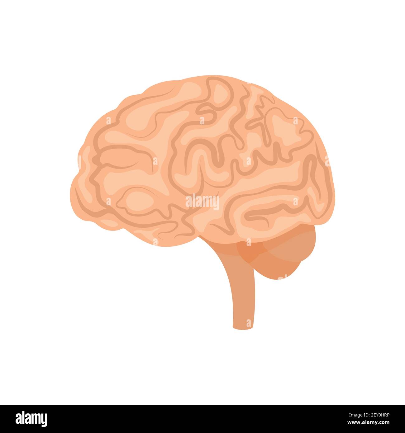 Brain or mind side view line art color vector icon for medical apps and ...