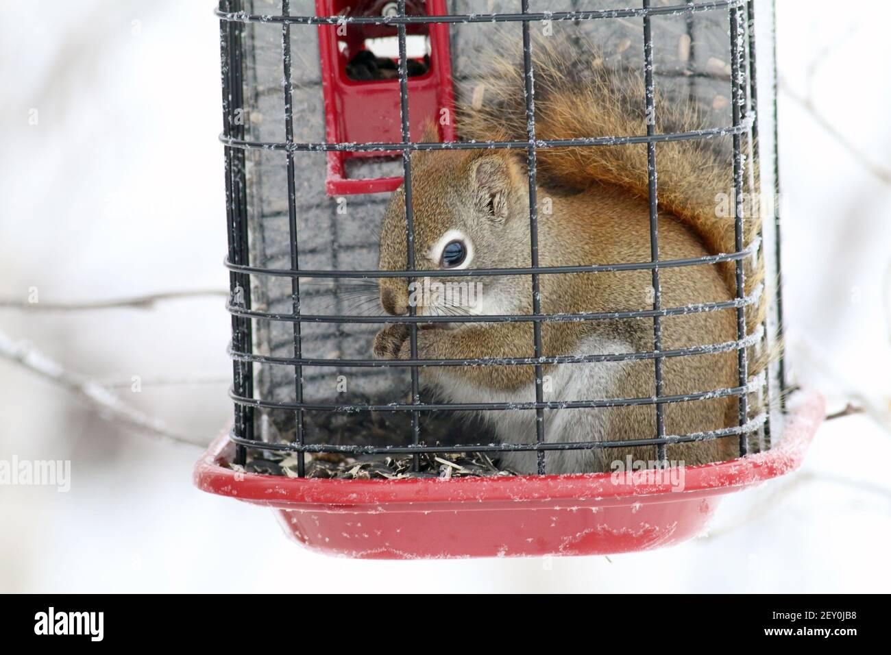 American Red Squirrel, outsmarting a "squirrel-proof" bird feeder Stock ...