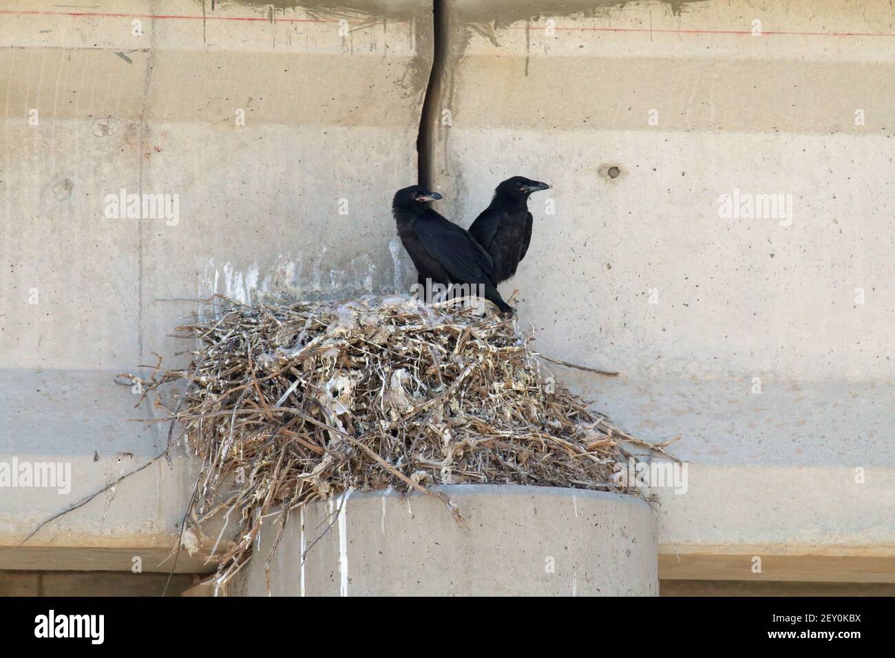 Common Raven nest underpass of highway in eastern Utah Stock Photo - Alamy