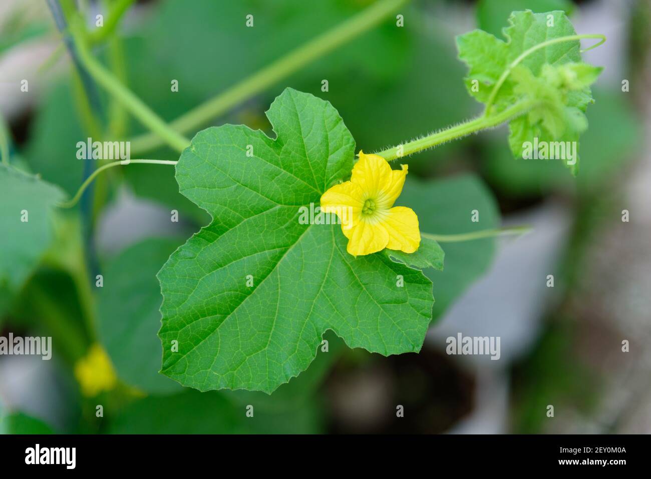 Closeup to female flower of melon in green house hi-res stock ...