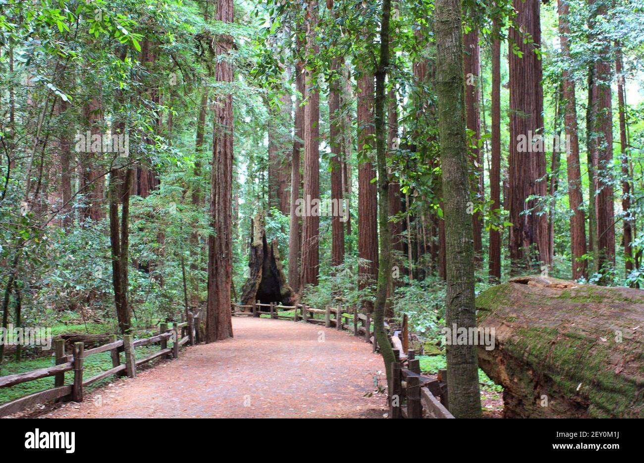 A nature trail at Henry Cowell Redwoods State Park leads through an old ...