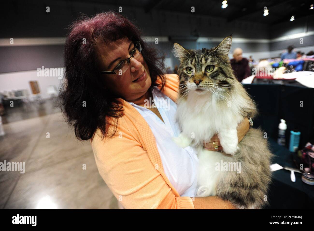 Robin holds her Brown Classic Tabby, Longhair Maine Coon, Elliott at ...