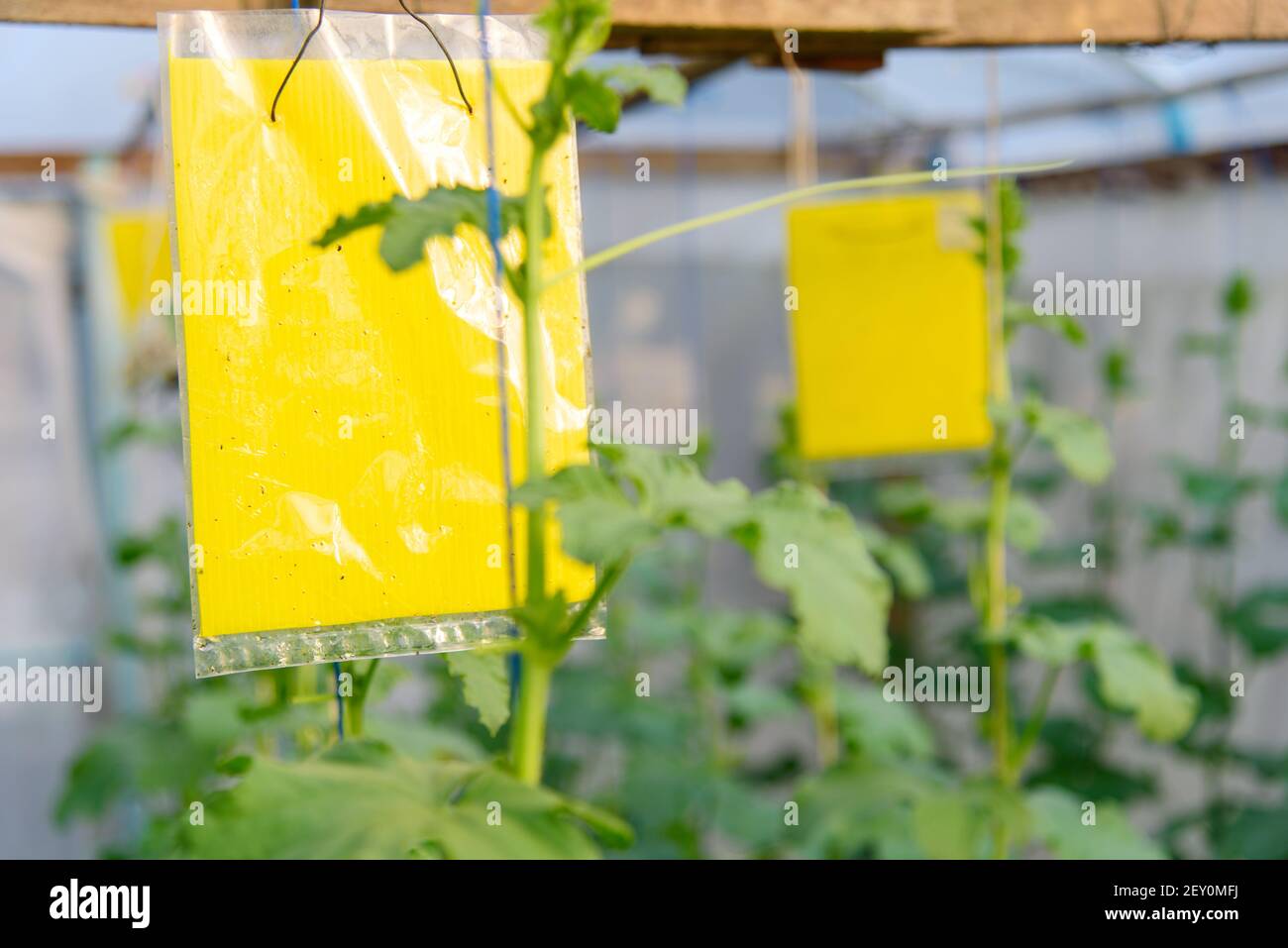 Plastic insect trap hi-res stock photography and images - Alamy