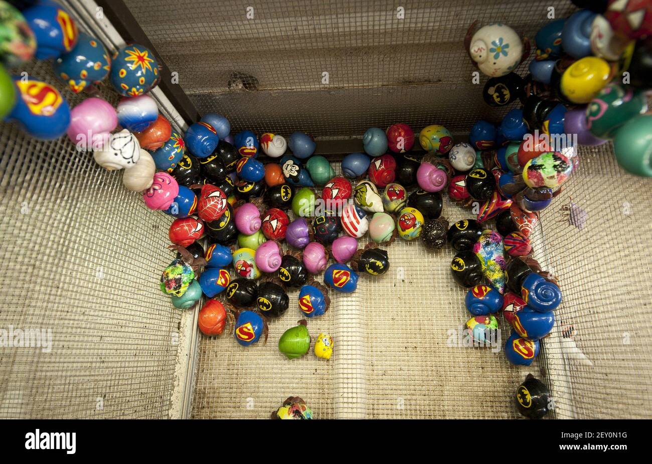Hermit crabs with painted shells cling to a cage at Shell Shanty, a ...