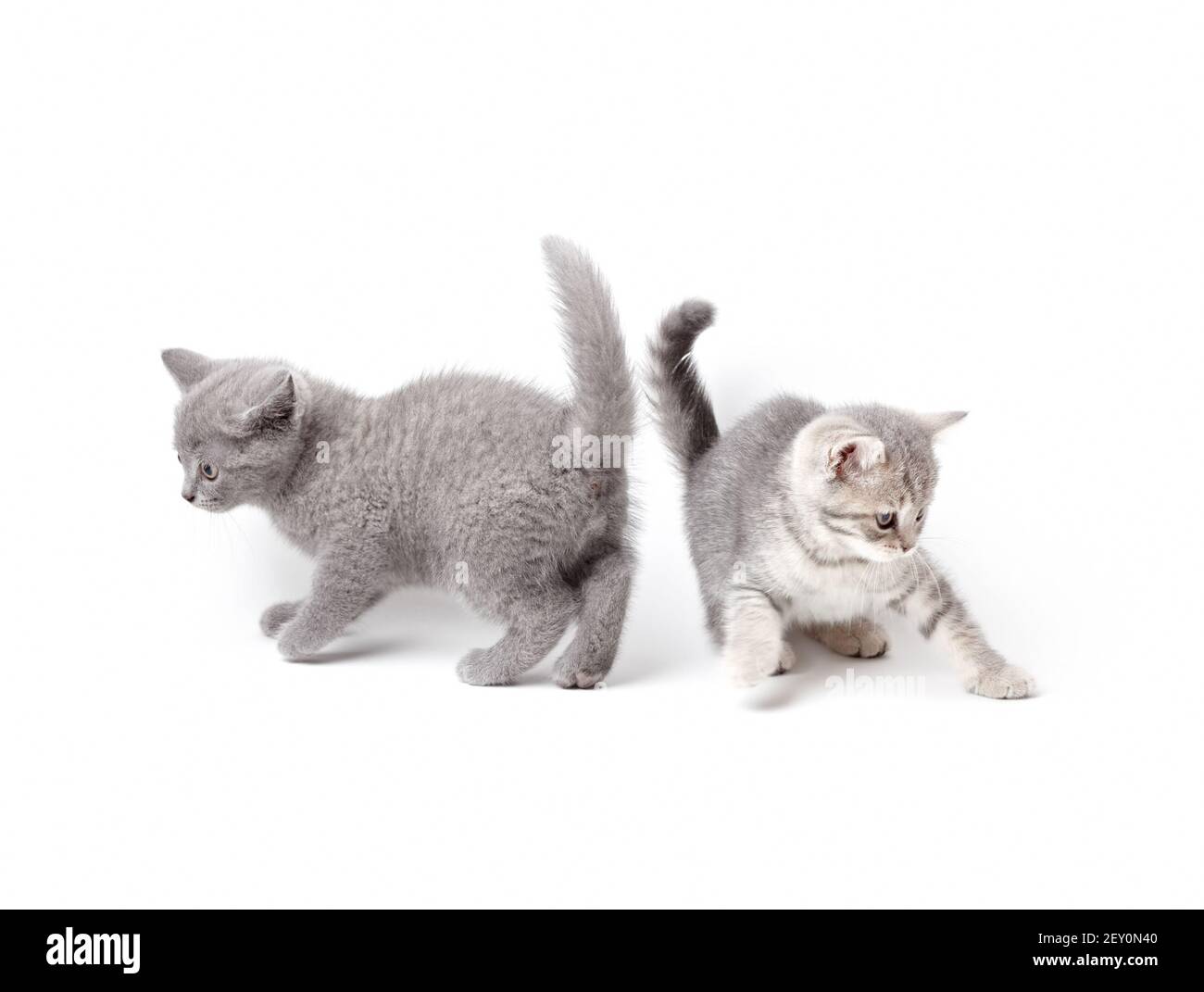 Two british kitten isolated hi-res stock photography and images - Alamy