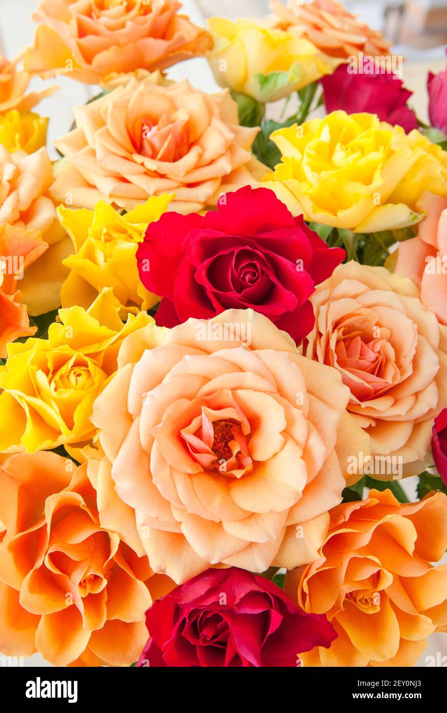 Colourful roses hi-res stock photography and images - Alamy