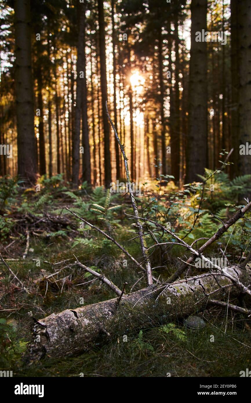 Tree stumps on the ground in a forest in autumn Stock Photo - Alamy