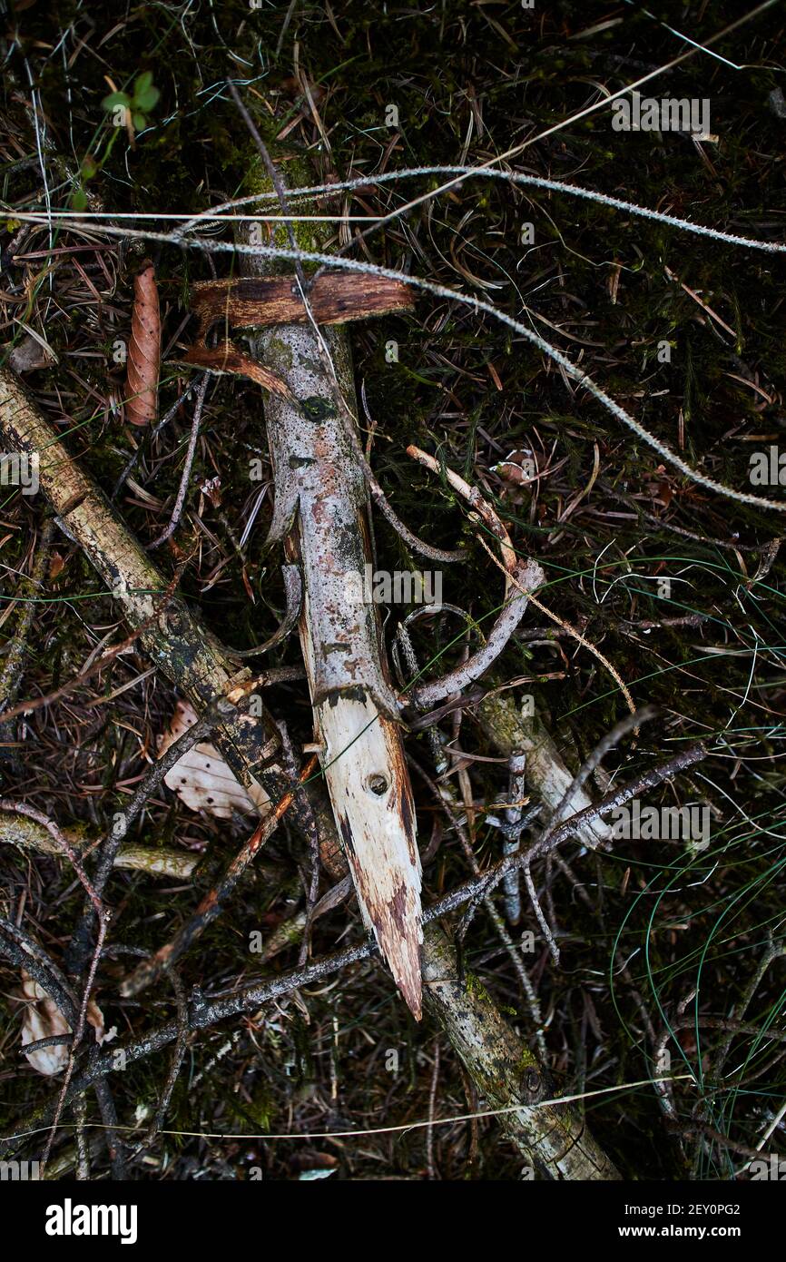 Large sticks and branches on the ground in the forest Stock Photo - Alamy