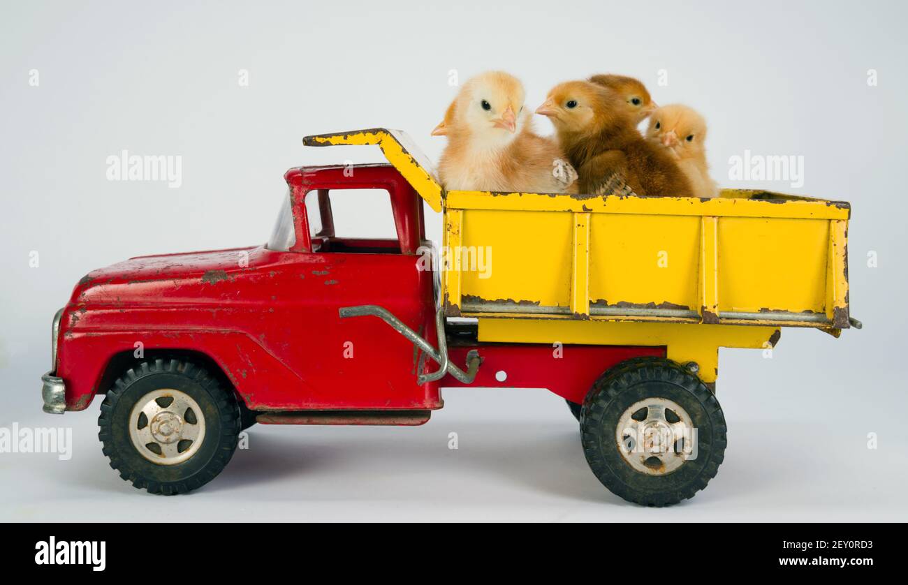 Baby Chicks Newborn Farm Chickens Ride Dump Truck Stock Photo - Alamy